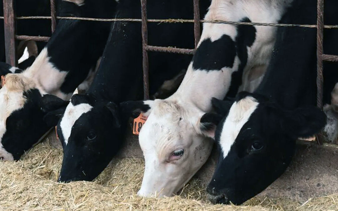 Santiago Arroyos · Nutricion animal